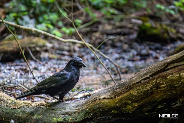 Rabenvögel - Das Jagdskript