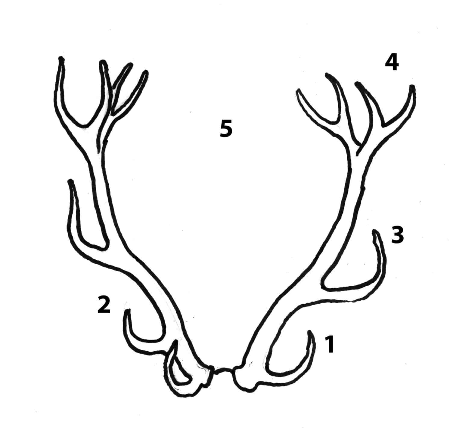 Rotwild - Das Jagdskript